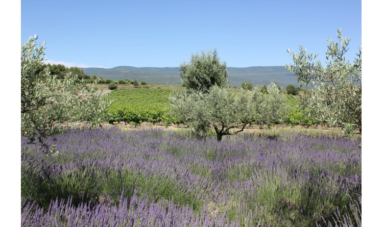 Les Prés Fleuris | Luxury Villa in Provence